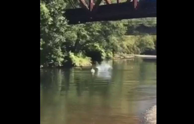 Boy, 4, survives 25-foot toss from bridge into swimming hole | The ...