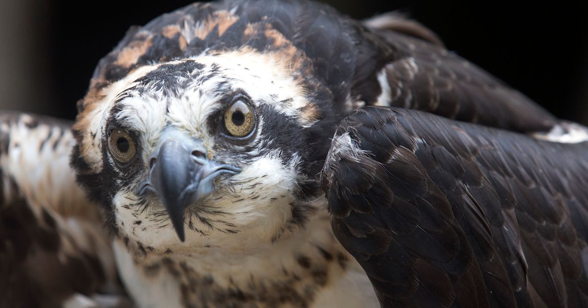 Correction: Osprey Journey story | The Seattle Times