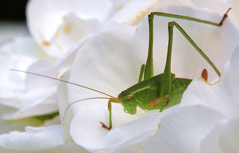 Peek-a-bug: Winner of ‘Small World’ photo contest | The Seattle Times