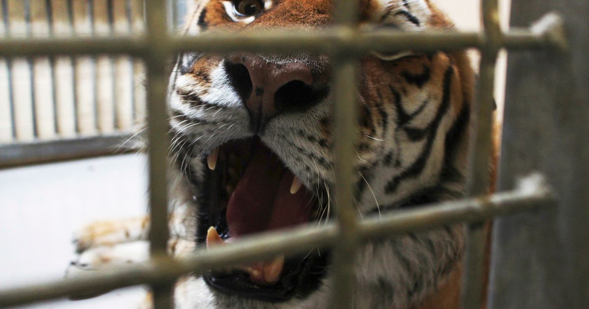 Recordings of tiger sounds aim to help save wild population | The ...