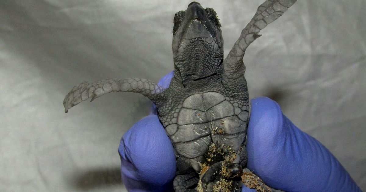 Biologists remove dead conjoined twin from endangered turtle | The ...