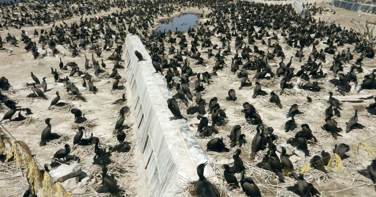 Correction: Cormorant Killing story | The Seattle Times