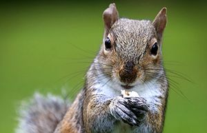 Here’s how you know your hazelnuts are ready to pick: The squirrels are ...