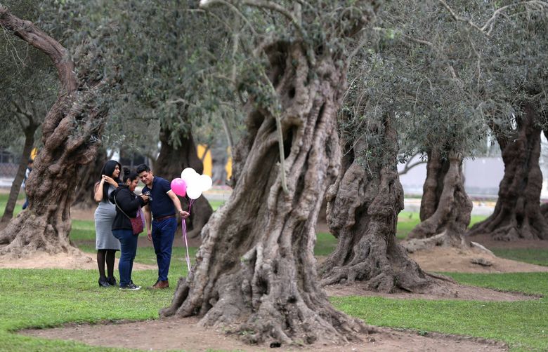 Lima Peru Trees Pueblo Libre | Historic, Colonial, Architecture