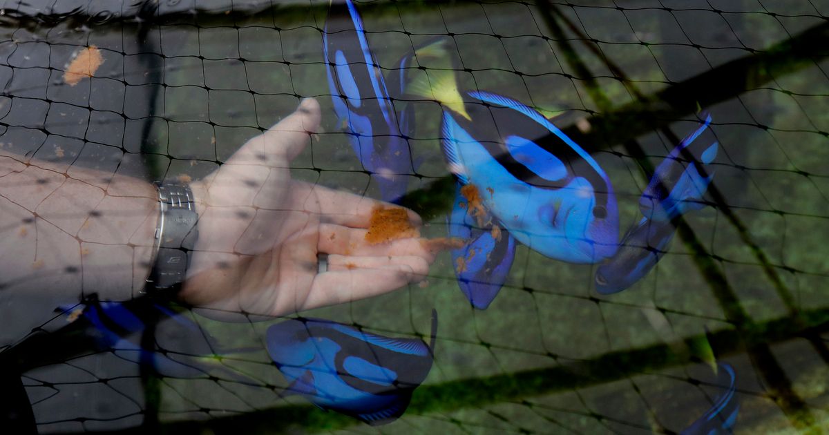 Love Disney’s ‘Dory’ fish? Soon, you could get your own | The Seattle Times