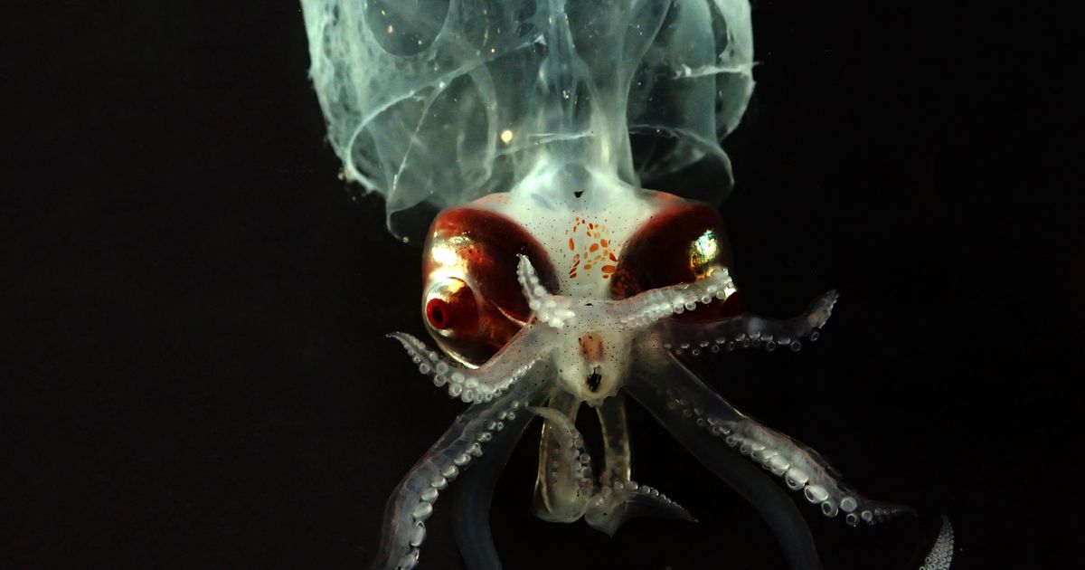 Researchers sample unusually rich deep-sea area off Hawaii | The ...