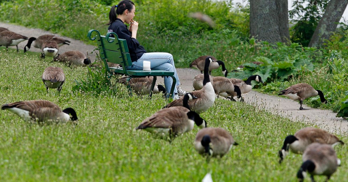 US cities increasingly dealing with messy goose-poop problem | The ...