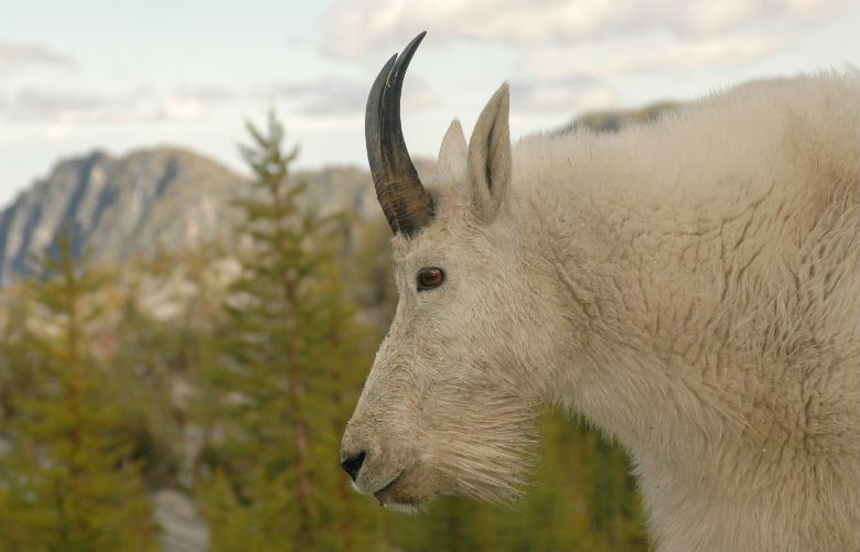 Who needs Pokémon when you have real Washington wildlife? | The Seattle ...
