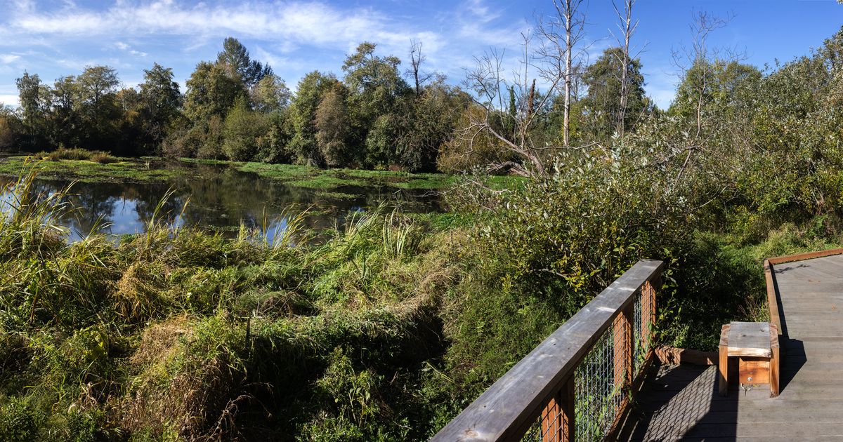 Seattle’s own urban swamp gets a boardwalk trail | The Seattle Times
