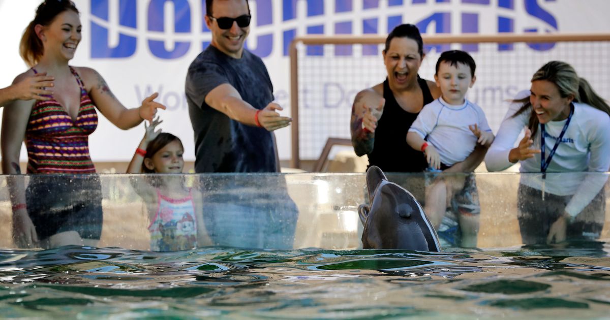 As marine parks scale back, dolphin exhibit opens in Arizona | The ...