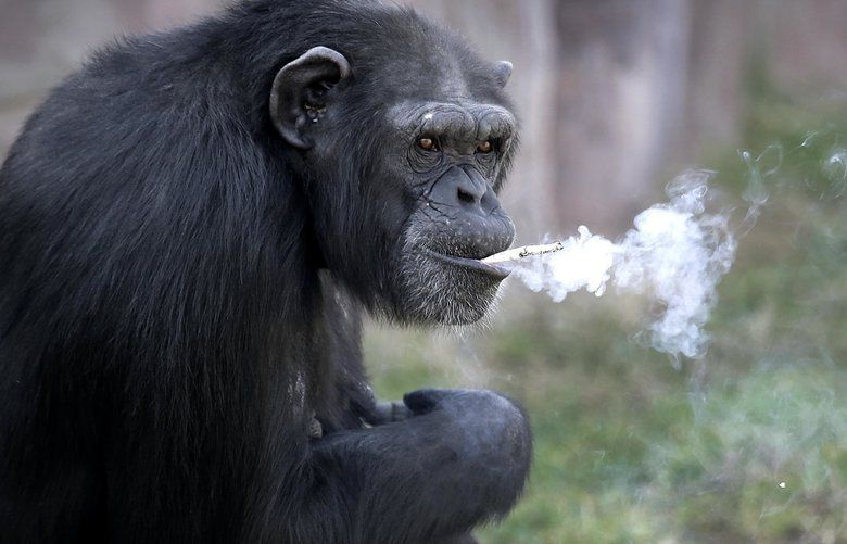 Meet Azalea the smoking chimp, new star at Pyongyang zoo | The Seattle ...