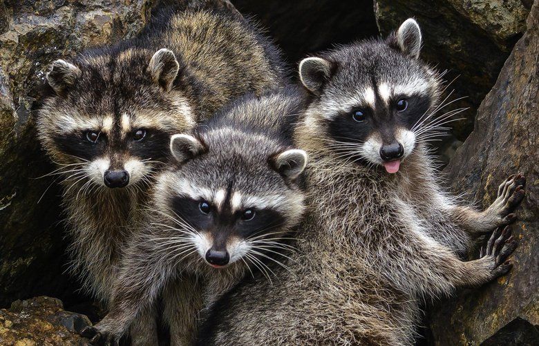Rowdy raccoons | The Seattle Times