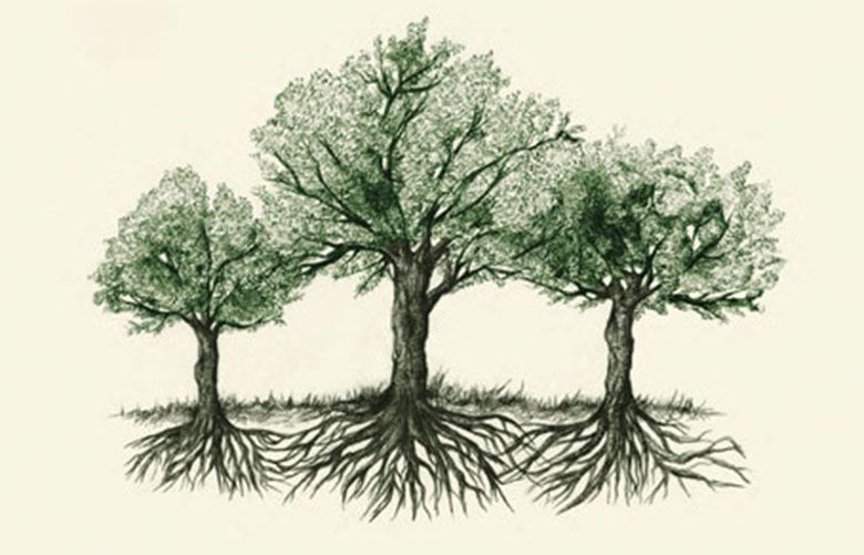 ‘The Hidden Life of Trees’ explores writer’s love for the forest | The ...