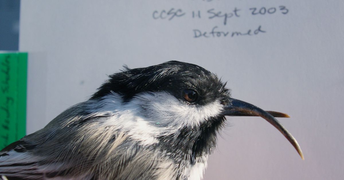 Long, curved, akimbo: Hope uncovered for bird beak deformity | The ...