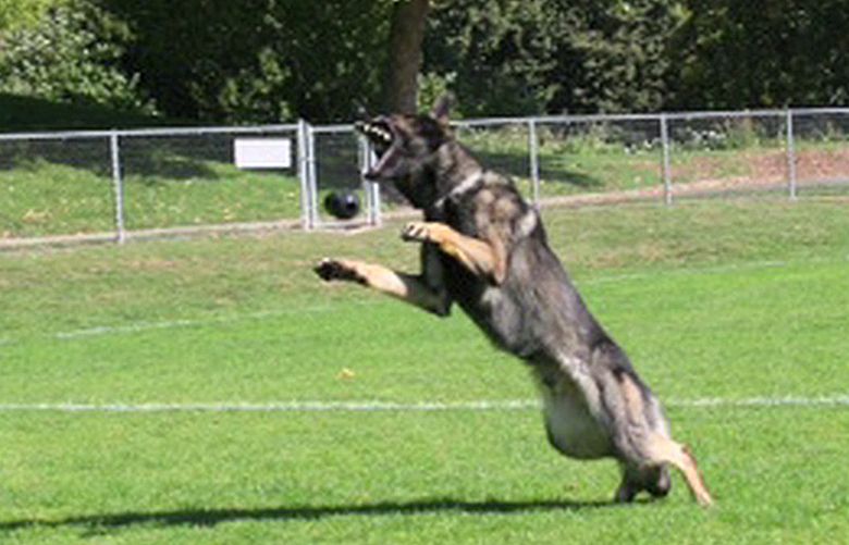 Filing of Tukwila police dog’s teeth fails to prevent bite-injury ...