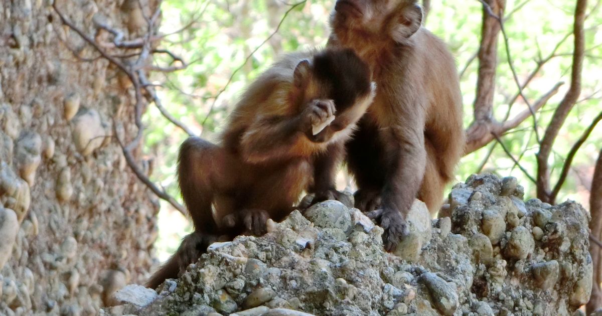 Rock-smashing monkeys make flakes like early stone tools | The Seattle ...