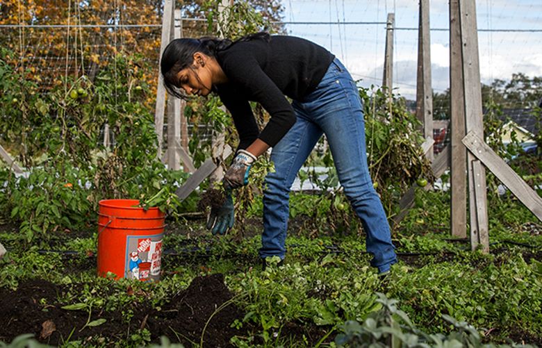 Autumn harvest at the Seattle Community Farm | The Seattle Times