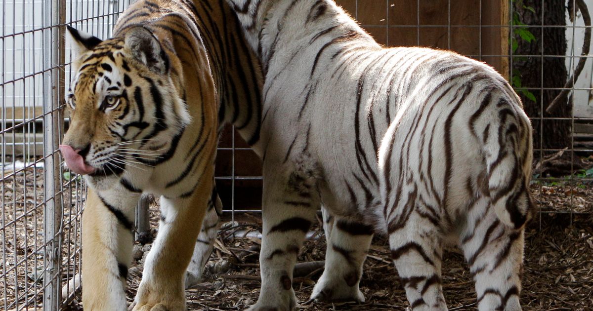 Q&A: What’s changed since exotic animals let loose in Ohio | The ...