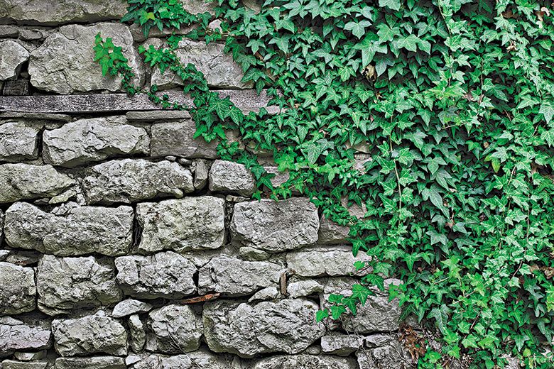 3 ways to turn ‘dead wall’ into a canvas for creativity | The Seattle Times