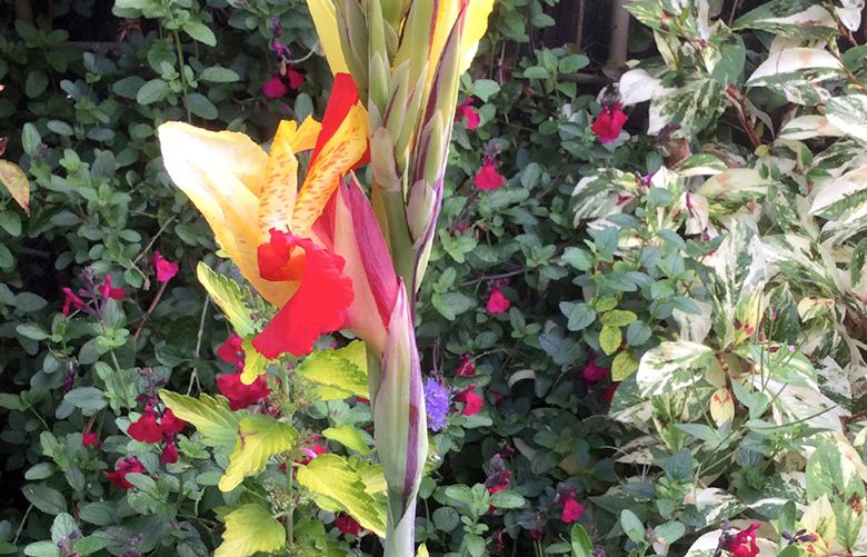 ‘Cleopatra’ is a beauty in the garden — if you can keep it alive over ...