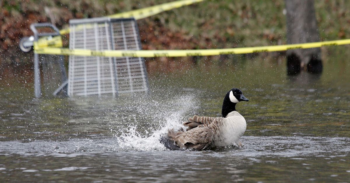 Boston looks to fix goose poop problem in parks, playgrounds | The ...