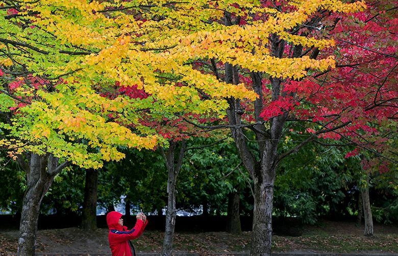 Seattle’s flying its fall colors | The Seattle Times