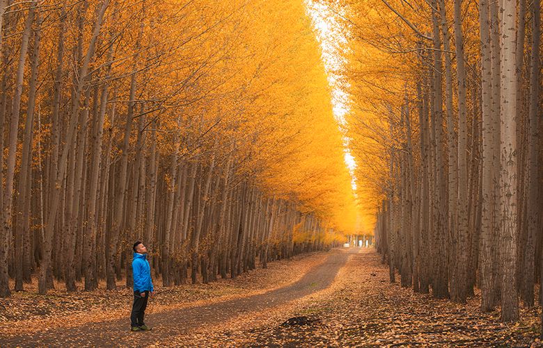 Awesome in autumn | The Seattle Times