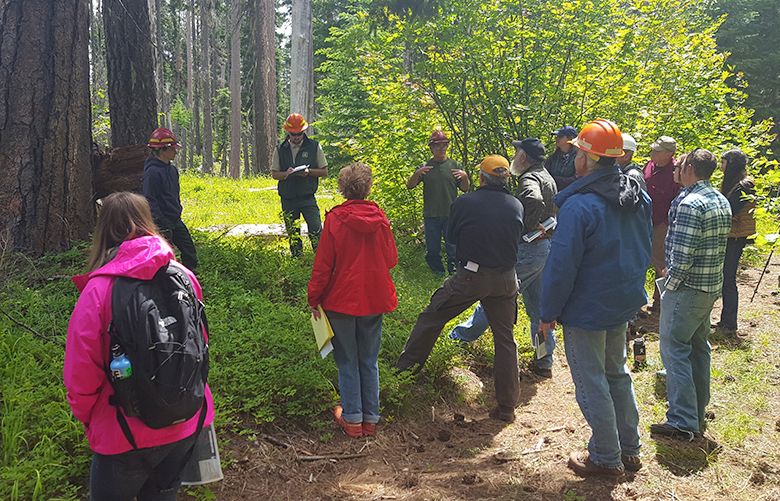 Northwest towns expect new timber jobs under Trump: How that might ...