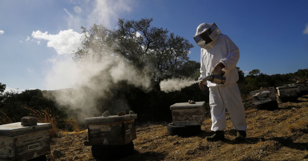 Beekeepers shun island divide to breed Cyprus’ own queen bee | The ...