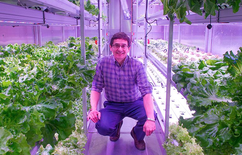 Arctic farms defy icy conditions with hydroponics | The Seattle Times