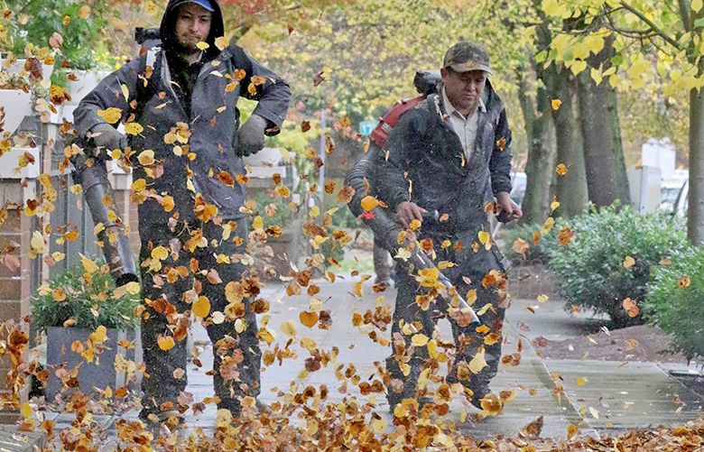 Ballard leaves fall again | The Seattle Times