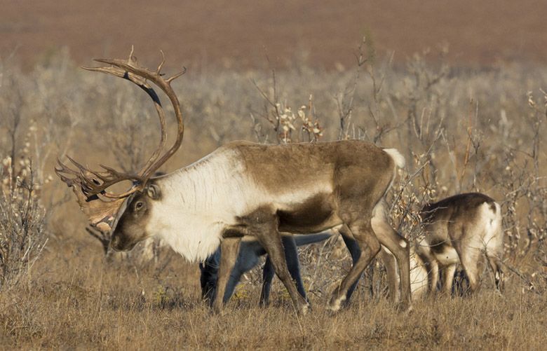 Thousands of Alaska caribou are dying — and scientists don’t know why ...