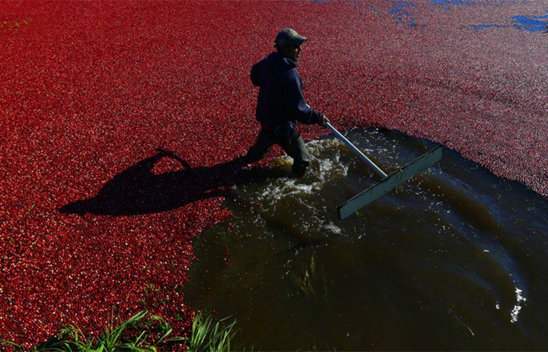 Northwest’s cranberry bogs have their season of glory | The Seattle Times