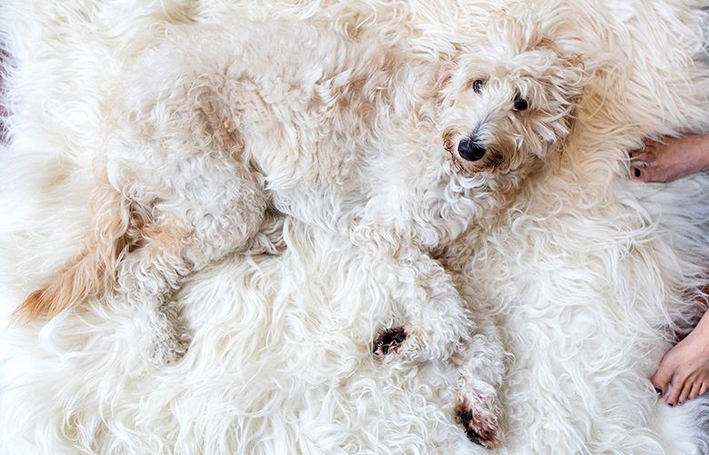 Brooklyn rallies for a missing goldendoodle | The Seattle Times
