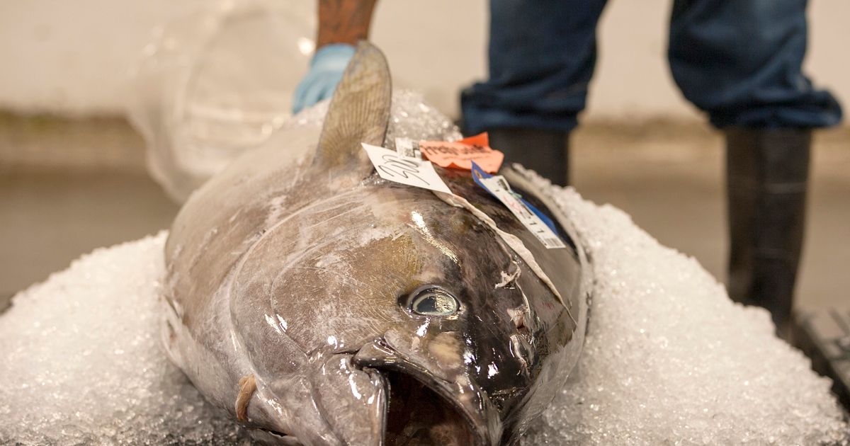 US issuing new rules to curb illegal fishing, seafood fraud | The ...