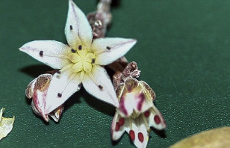 San Diego State botanists name plant discovery after Jimi Hendrix | The ...