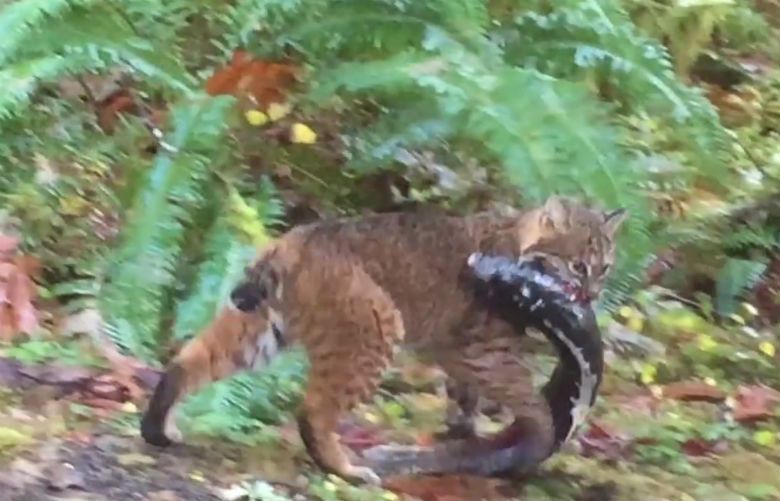 Watch: Bobcat catches big salmon in Hoh Rainforest stream | The Seattle ...