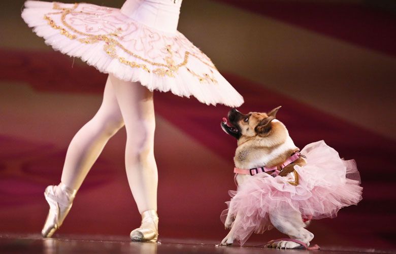 Paw-rouette: Dog named Pig dances ballet in ‘Mutt-cracker’ | The ...