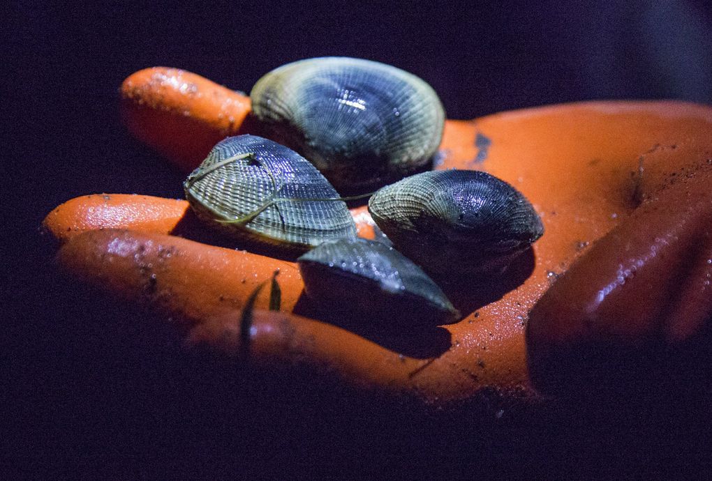 Lots of spring shellfish gathering options in Puget Sound for clams and ...