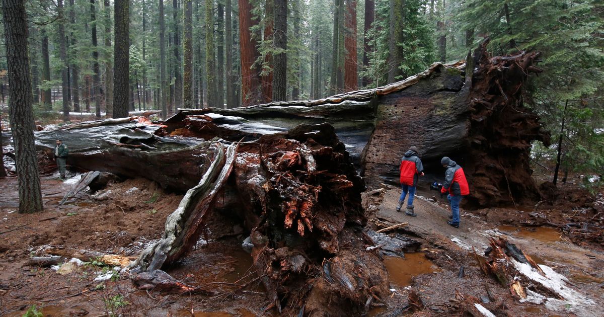 Fans mourn death of California’s famous ‘drive-thru’ sequoia | The ...