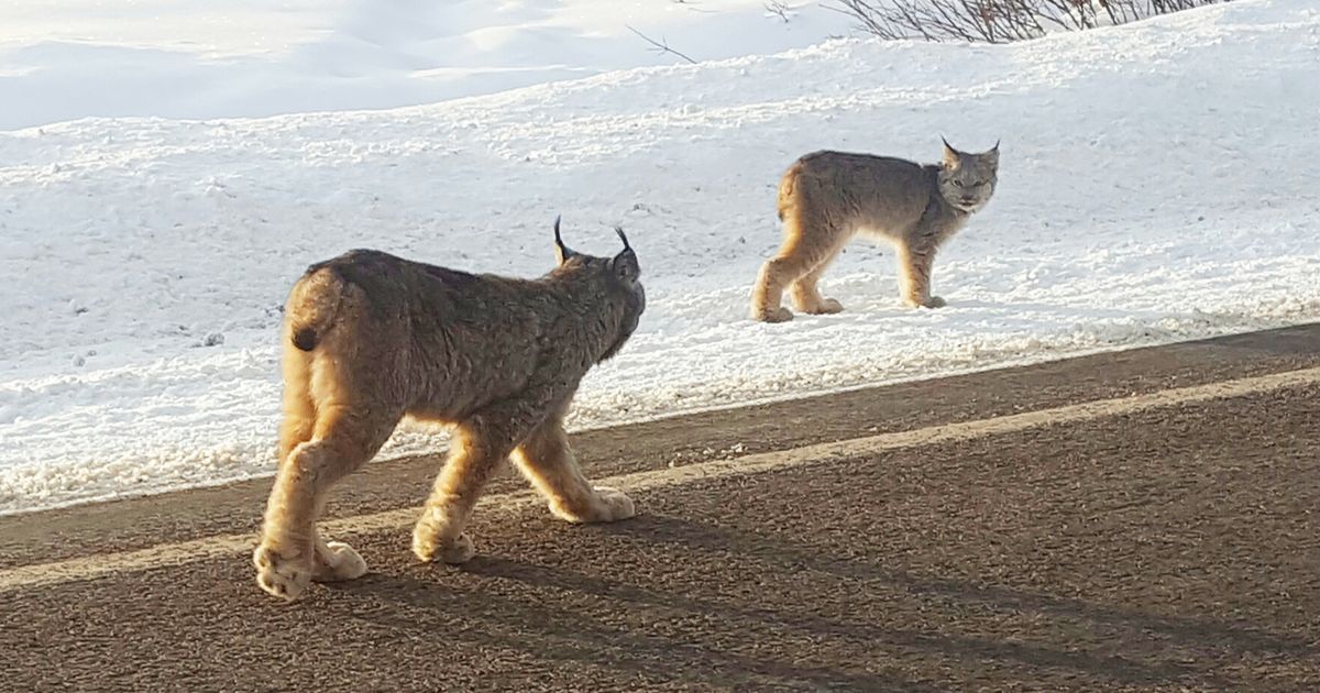 Ski-run surprise: Lynx stroll past crowds in rare sightings | The ...