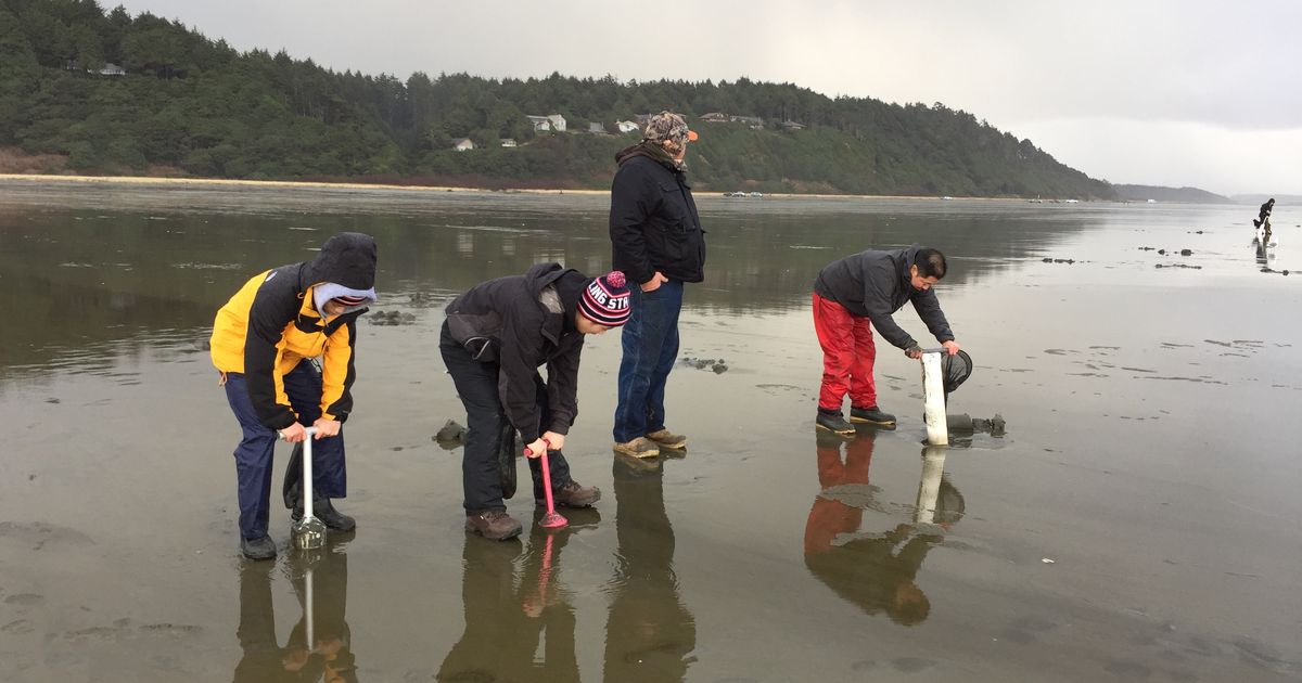 Razor clam digs approved at end of month at Copalis and Mocrocks ...