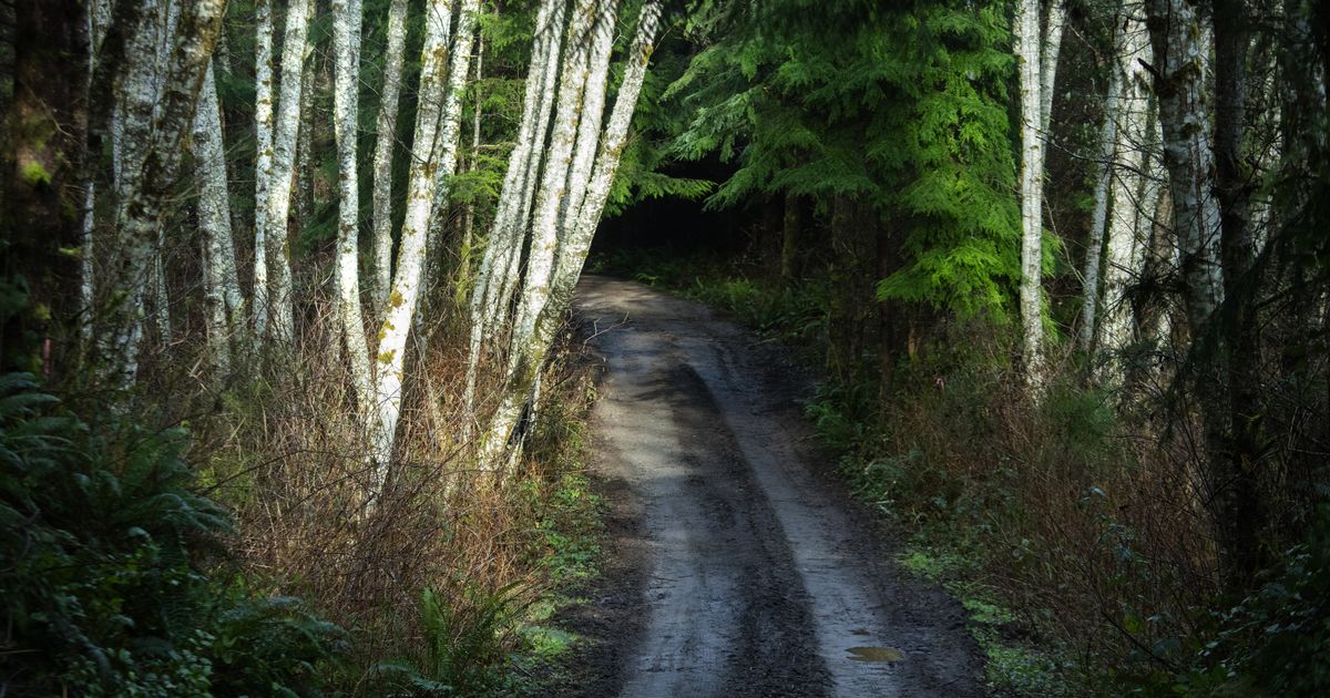 Saving the Port Gamble Forest, a natural jewel, from development: ‘It’s ...