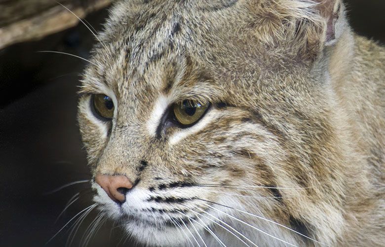 Bobcat Ears