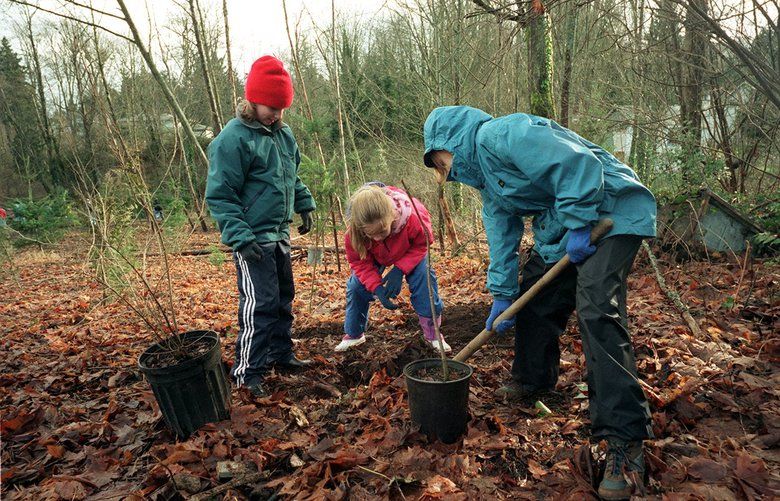 Tu Bishvat: It’s a ‘Seattle kind of holiday’ for eating fruit and ...