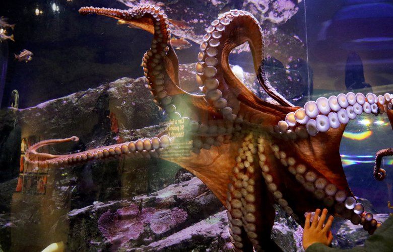 Seattle Aquarium salutes creature bound to grab your interest | The ...
