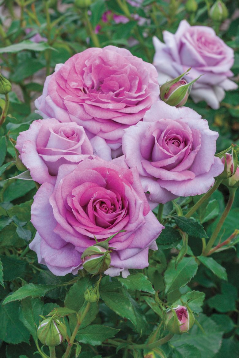 Fragrant Floribunda Roses