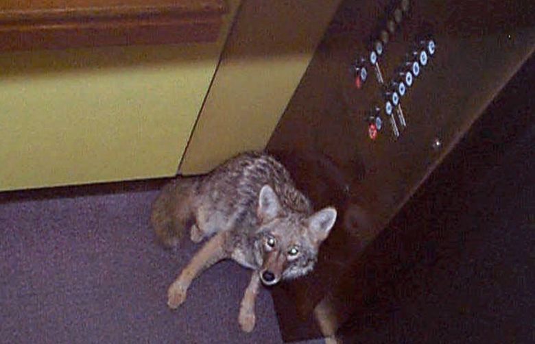 When ‘Crazy Bob Jones’ rescued an urban coyote from a downtown Seattle ...