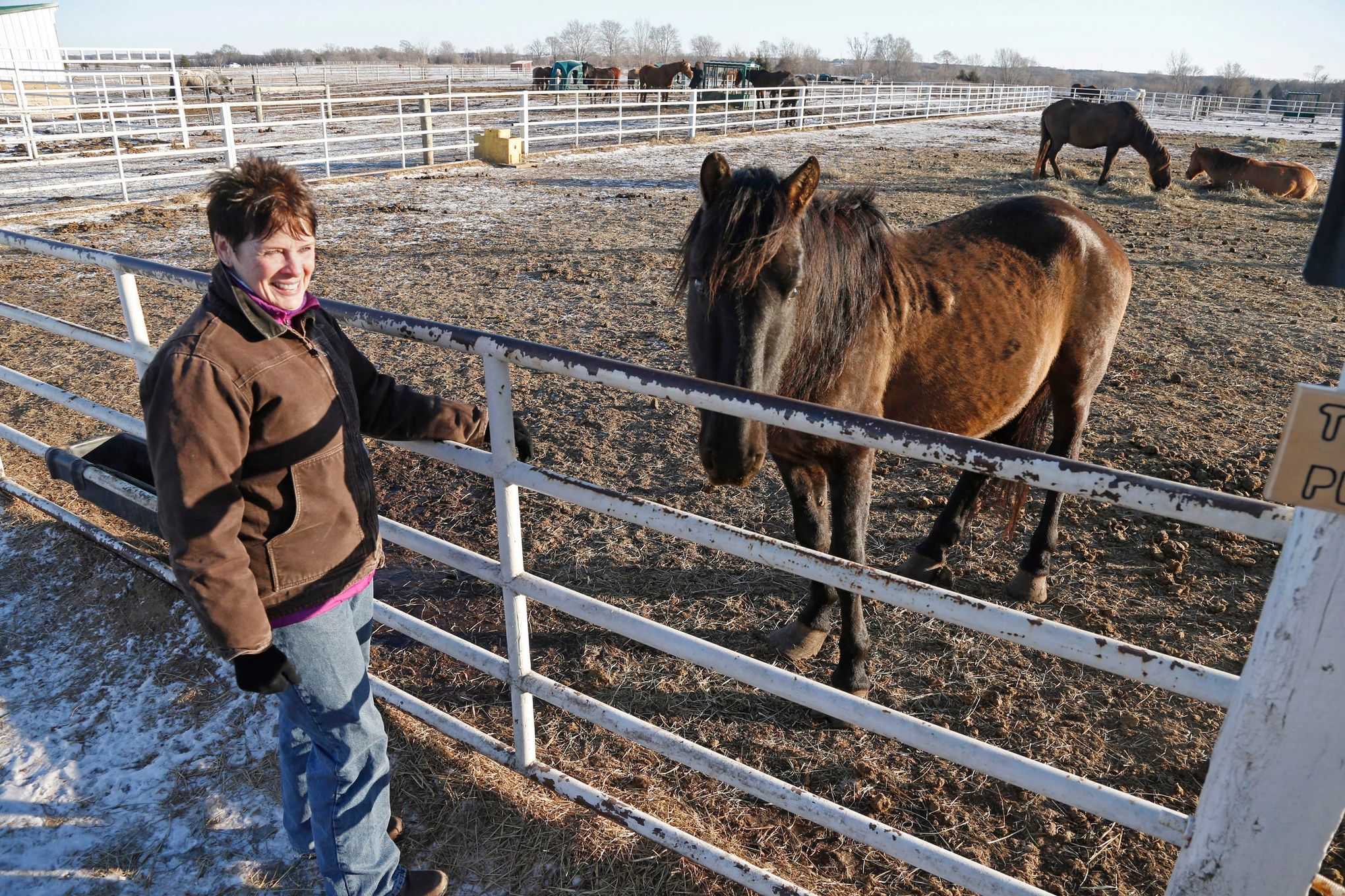 Horses Who Need Homes