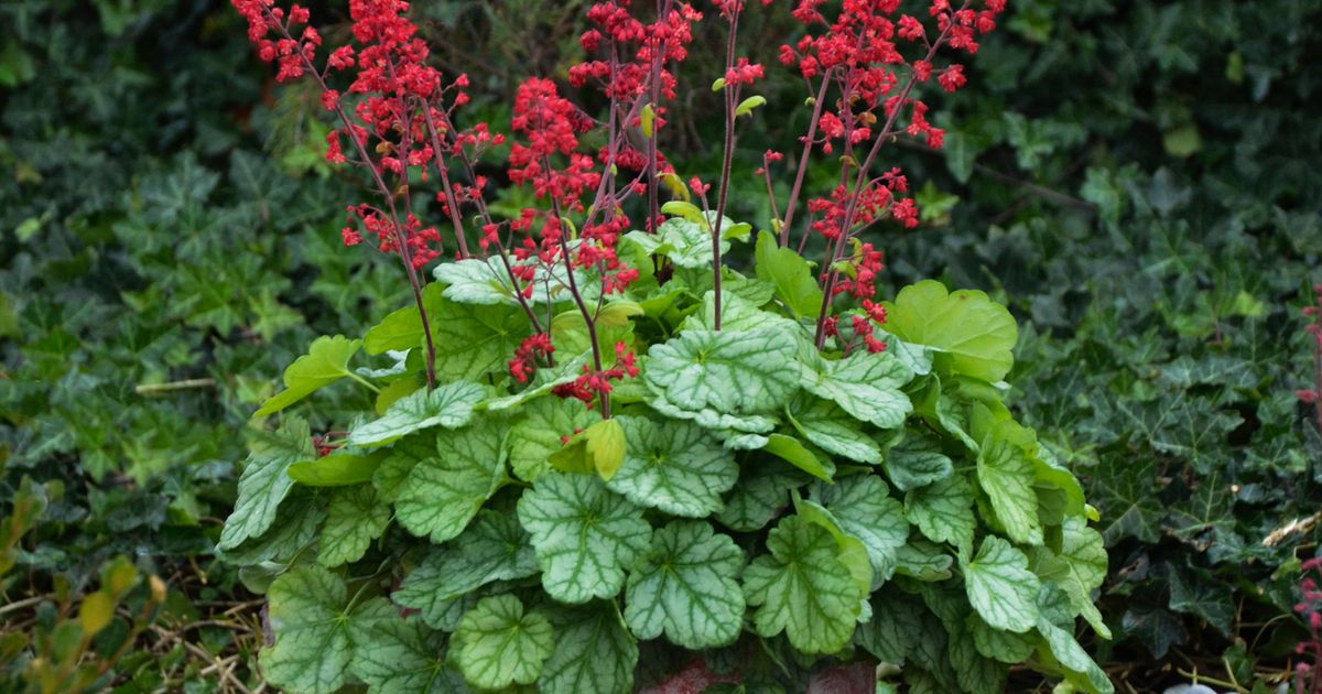 How to grow (and save) Heucheras, popular with Northwest gardens and ...